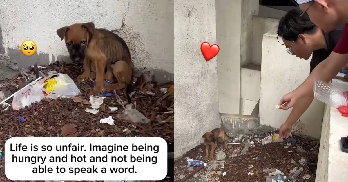 “Imagine Being Hungry & Unable To Speak” — Kind UiTM Students Help ...
