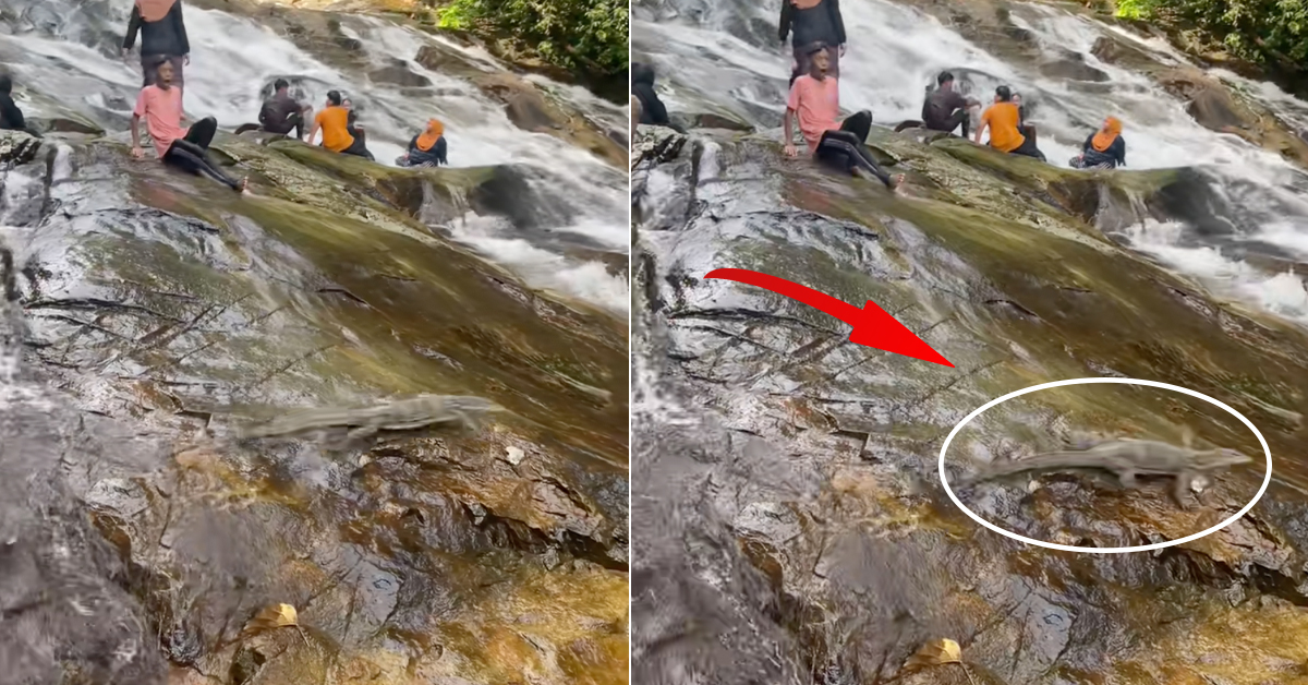 Monitor Lizard Casually Joins Malaysians On A Waterfall ‘Slide’