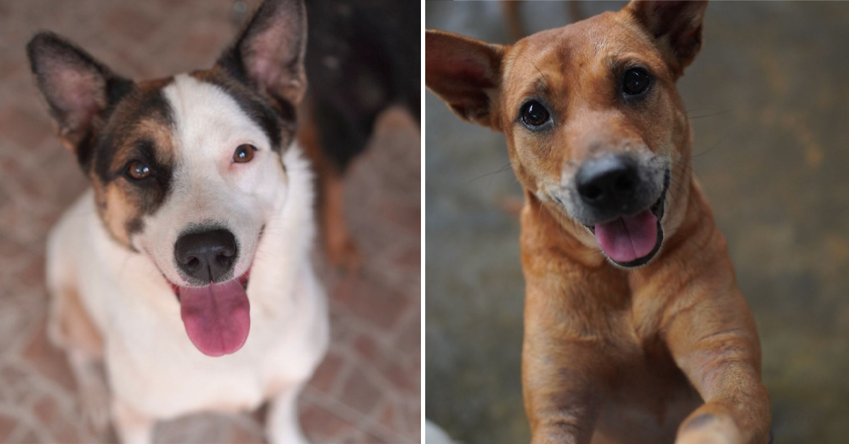 These 7 Adorable Dogs Are Looking For A Forever Home — Maybe It’s Yours?