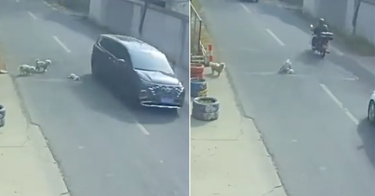 Video Shows 2 Heroic Strays Braving Traffic To Rescue Injured Dog Hit ...