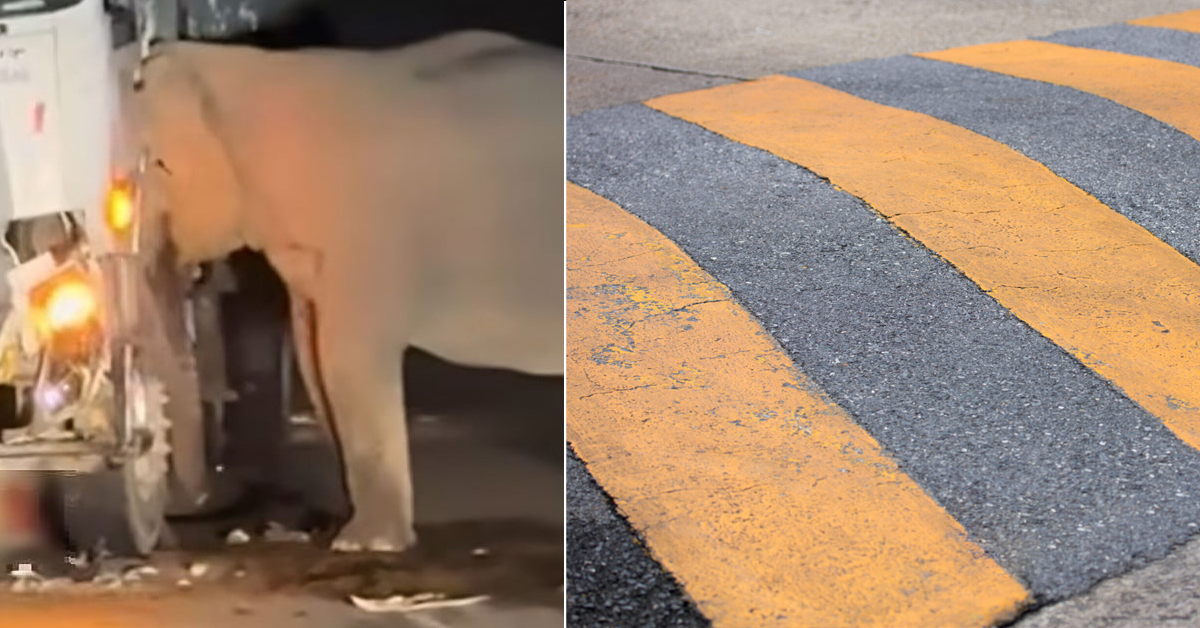 WWF-Malaysia Calls For More Speed Bumps & Stricter Speed Limits At ...