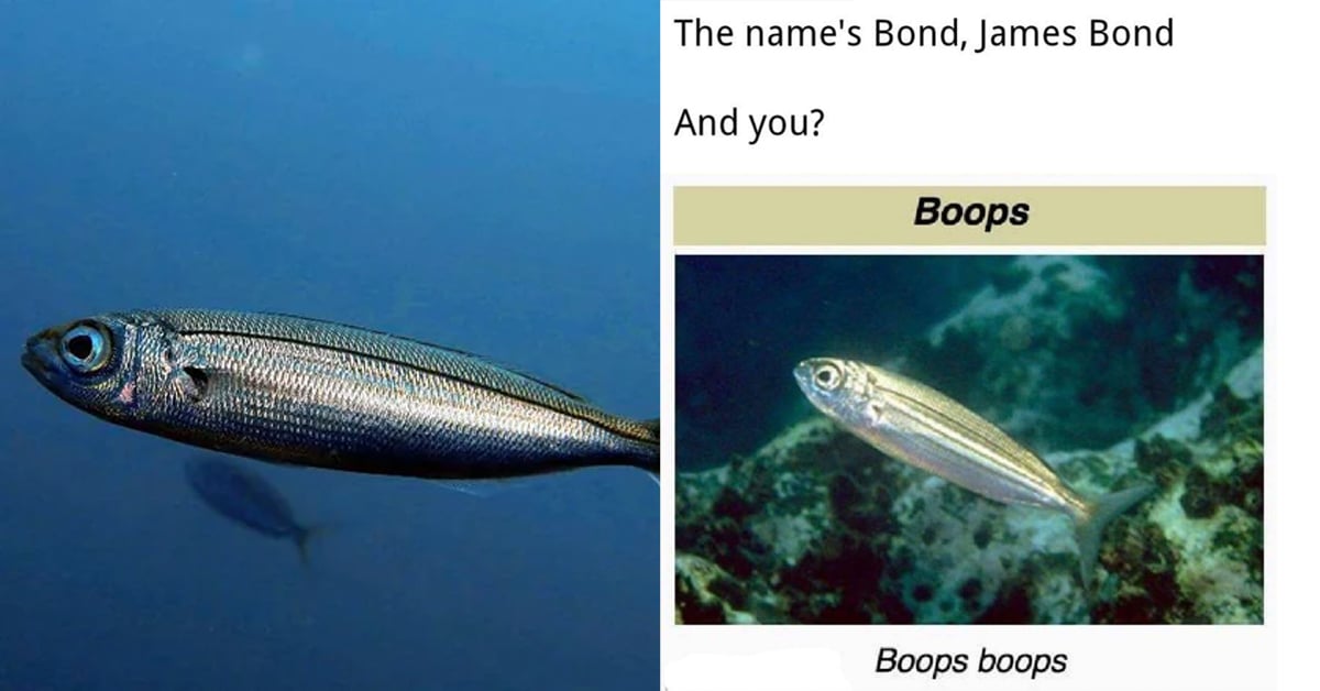 Did You Know: There’s A Fish Called Boops Boops