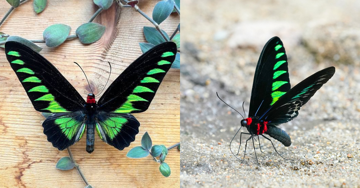 5 Things You Probably Didn’t Know About Malaysia’s National Butterfly