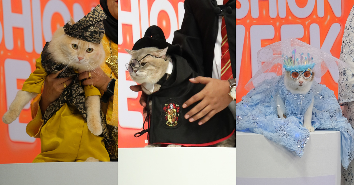 Check Out The Adorable ‘Meow-dels’ Taking Part In Malaysia’s First-Ever ...