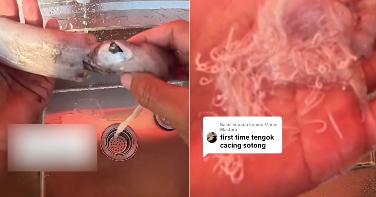 Individu Tunjuk Cara Bersihkan Sotong, Kena Buang Tahi & Tulang Sebab ...