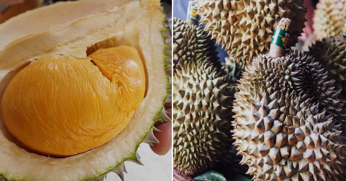 Here’s The Difference Between D24, Musang King, Black Thorn, XO & Other ...