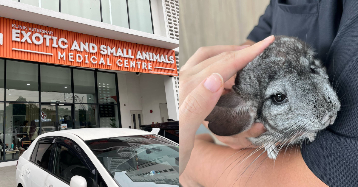 This Veterinary Clinic In Subang Specialises In Treating Exotic & Small ...