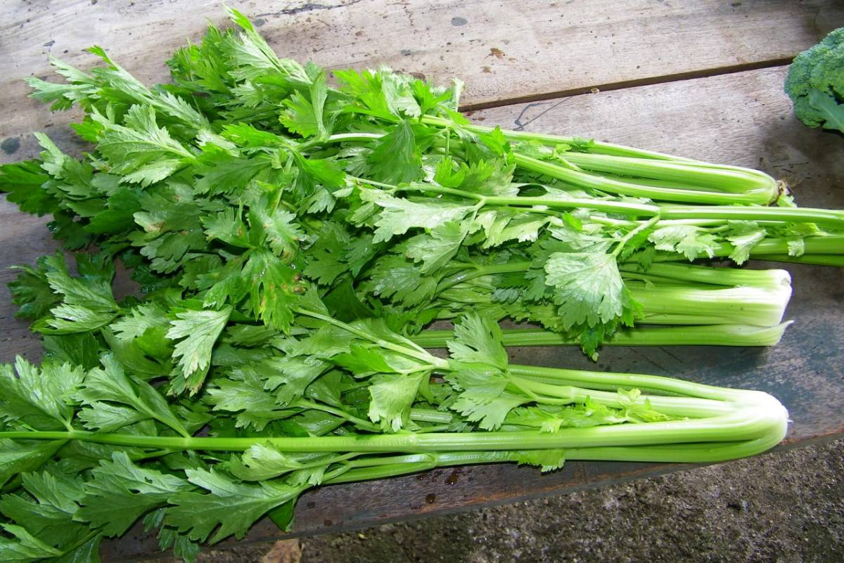 What’s The Difference Between Chinese Parsley, Coriander, Italian ...
