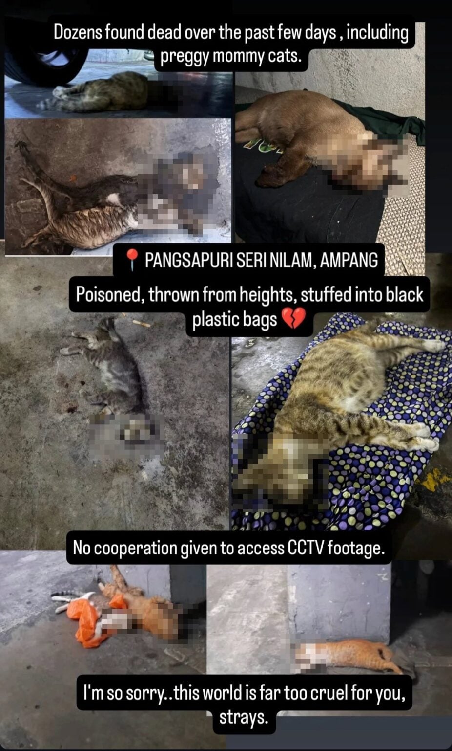 Several Cats Found Dead At Ampang Apartment, Residents Heartbroken Over ...