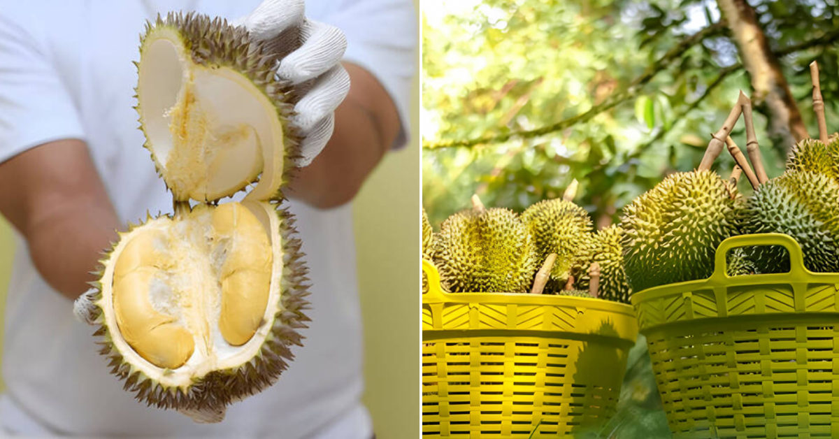 You’ve Heard Of Musang King. But Did You Know There’s Musang Queen?