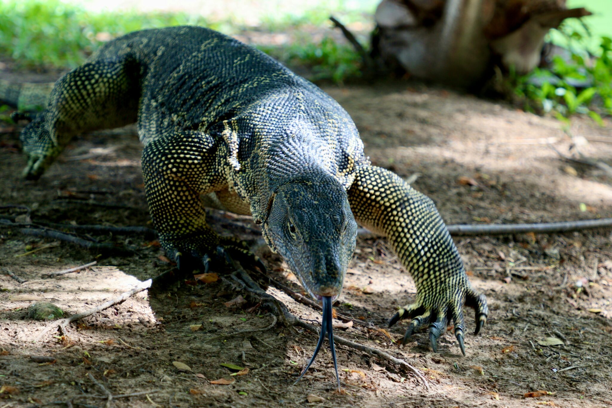 9 Cool Things Many Malaysians Probably Don’t Know About Monitor Lizards ...