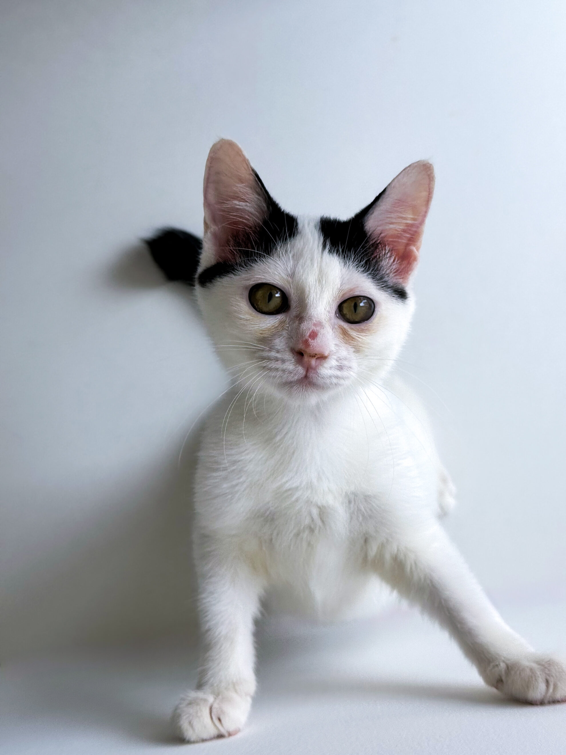 These 2 Miracle Kittens Beat Parvo. Now They & Their Mum Just Need ...