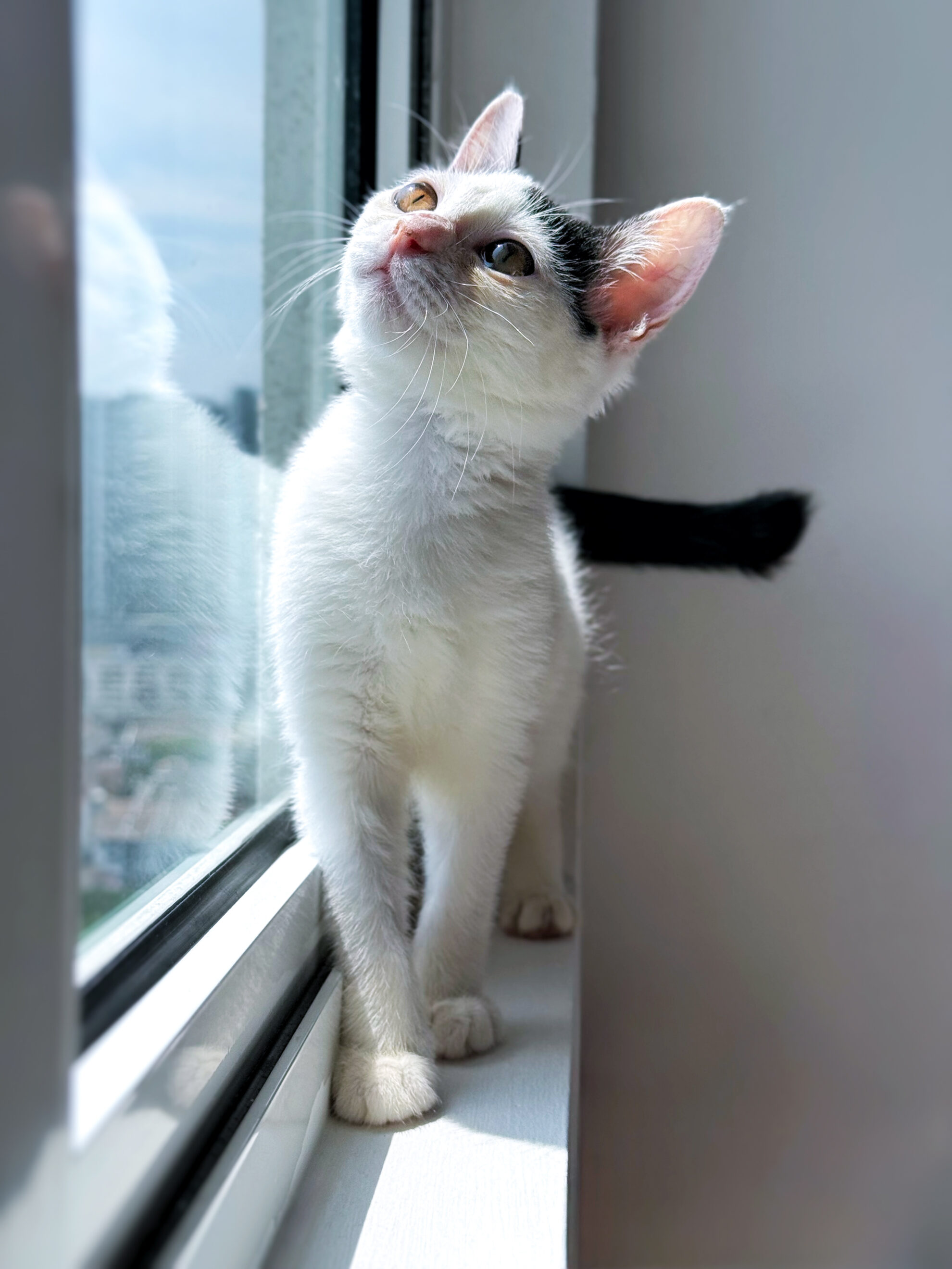 These 2 Miracle Kittens Beat Parvo. Now They & Their Mum Just Need ...