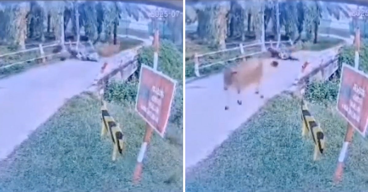 [VIDEO] Man Dies After Cow Kicks Him Off A Bridge In Hulu Selangor