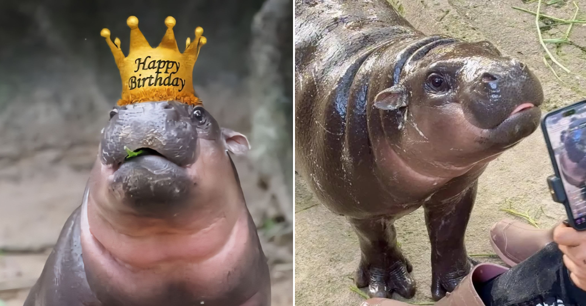 Moo Deng The Baby Hippo Turns 1! Kids Get Free Zoo Entry To Join Her Party