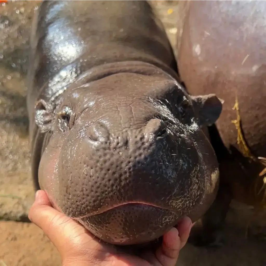 Moo Deng The Baby Hippo Turns 1! Kids Get Free Zoo Entry To Join Her Party