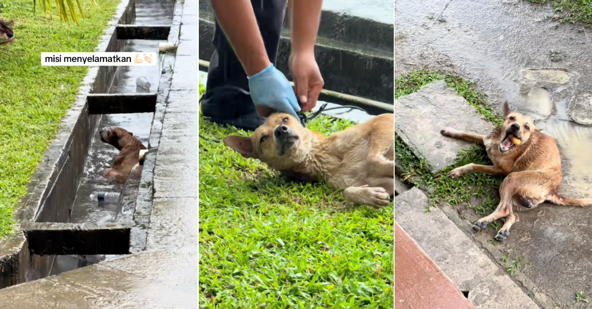 [VIDEO] Kind Staff Help Injured Dog To Safety After It Gets Stuck In ...