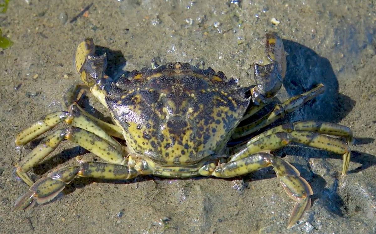 Man Dies After Infected Crab Transmits Deadly Flesh-Eating Bacteria
