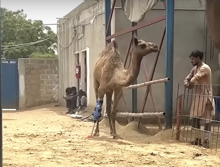 Cammie the Camel Walks on Prosthetic Leg
