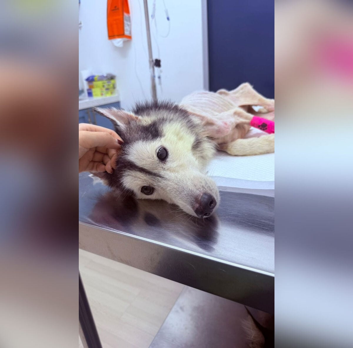 Skinny Husky Found Abandoned In Sri Hartamas, Now Seeking Forever Home