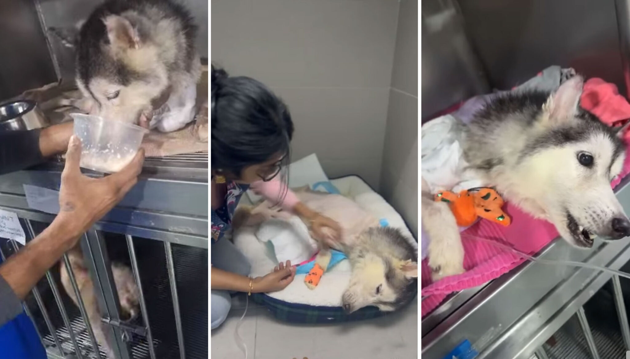 Skinny Husky Found Abandoned In Sri Hartamas, Now Seeking Forever Home