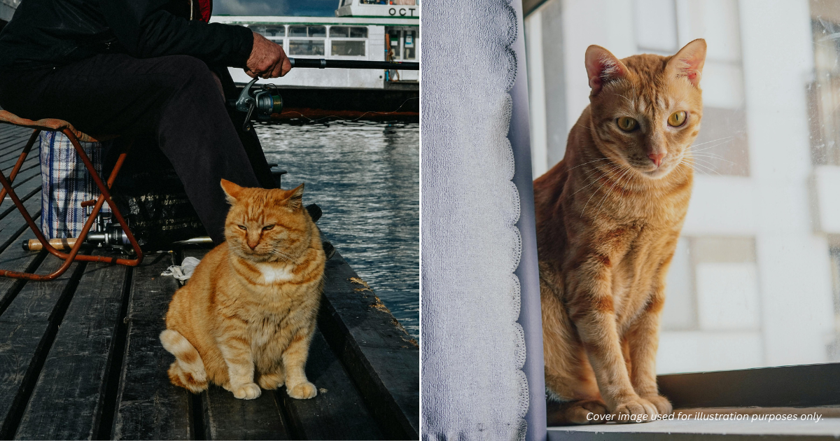 Chinese Man Offers Inheritance to Cat Carer