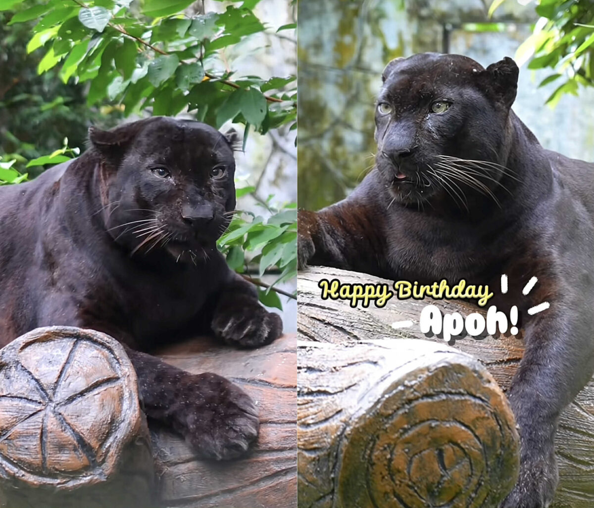 Apoh The Chonky Black Panther Has Become Zoo Negara’s Newest Star