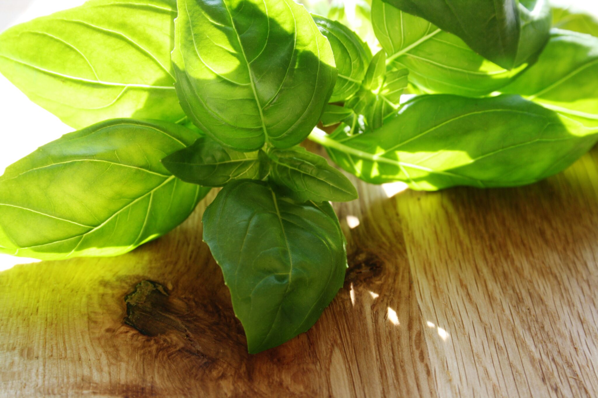 Did You Know: Sweet Basil Is Not Thai Basil. And Holy Basil Is A Whole ...