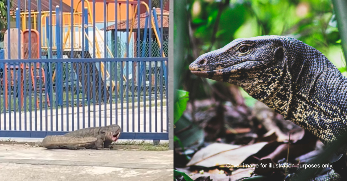 Monitor Lizard Spotted At KL Primary School Mistaken For Komodo Dragon