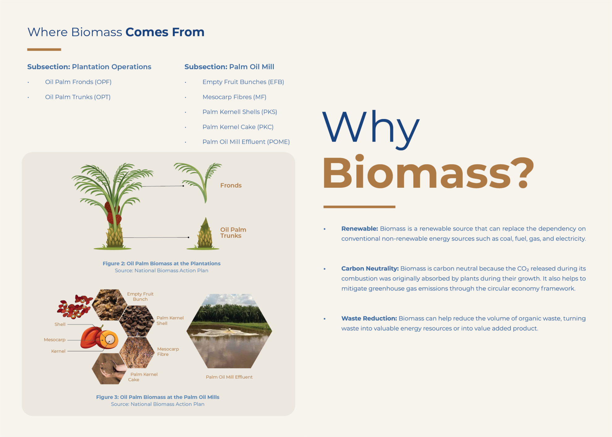 What Is Oil Palm Biomass & How It’s Helping Generate Clean Energy For ...
