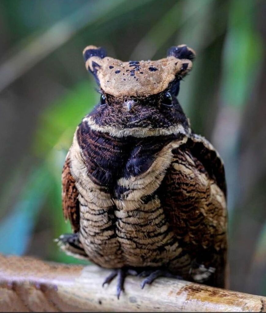 5 Interesting Facts About This Bird That Looks Like A Mythical Baby Dragon