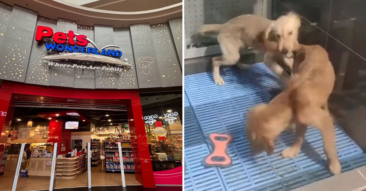 Pets Wonderland To Stop Selling Cats & Dogs At All Outlets Following ...