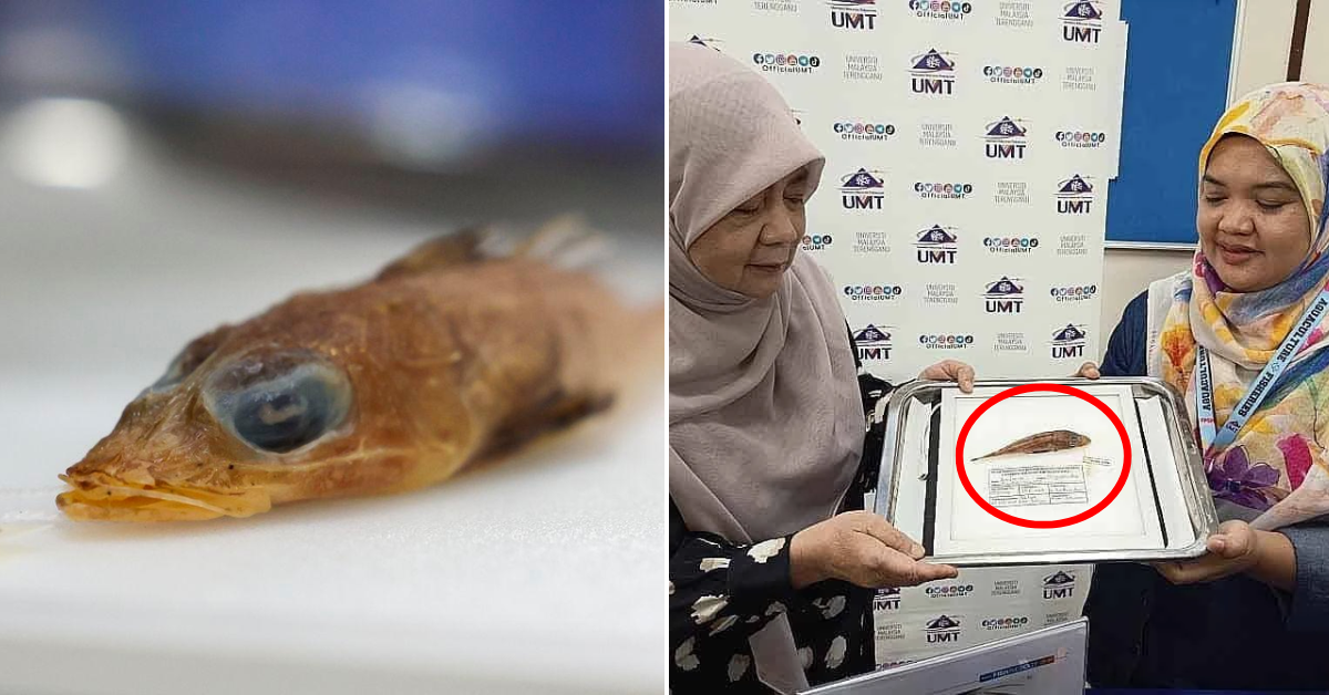“Rich In Biodiversity” — Local Researcher Discovers New Fish Species In ...