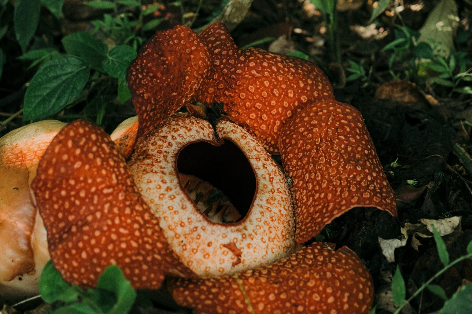 When Does Rafflesia Bloom In Malaysia: A 2025 Guide