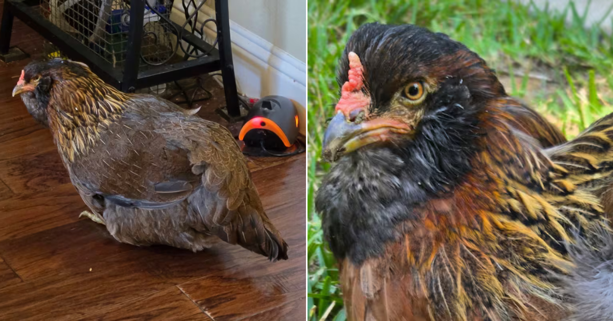 This Hen Hatched In 2011 Is Now The World's Oldest Living Chicken