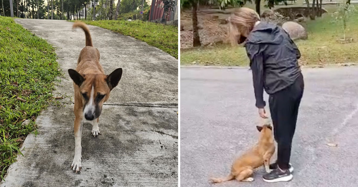 Stray Dog Ruby Looking For A Forever Home After Being Rescued In Bukit ...