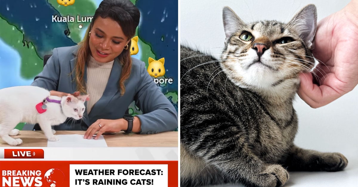 These Kittens That ‘Interrupted’ A News Broadcast Are Still Looking For ...