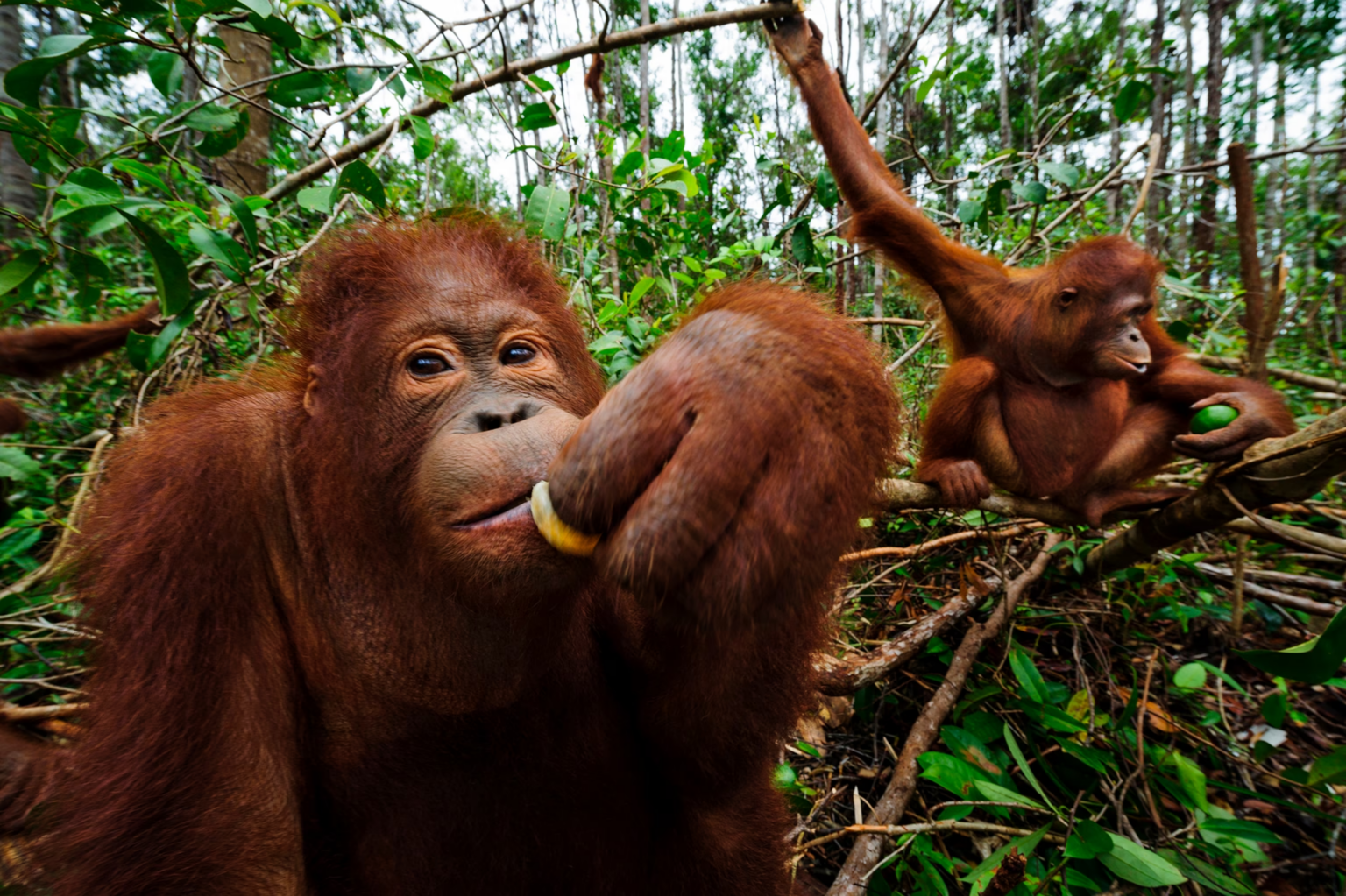 What Makes Malaysia’s Rainforests Some of the Oldest Living Ecosystems ...