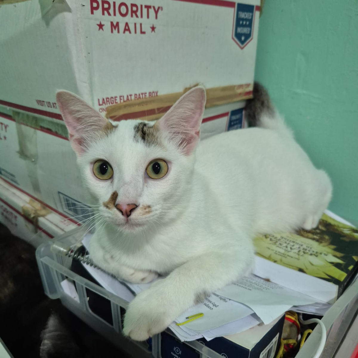 These Kittens That ‘Interrupted’ A News Broadcast Are Still Looking For ...