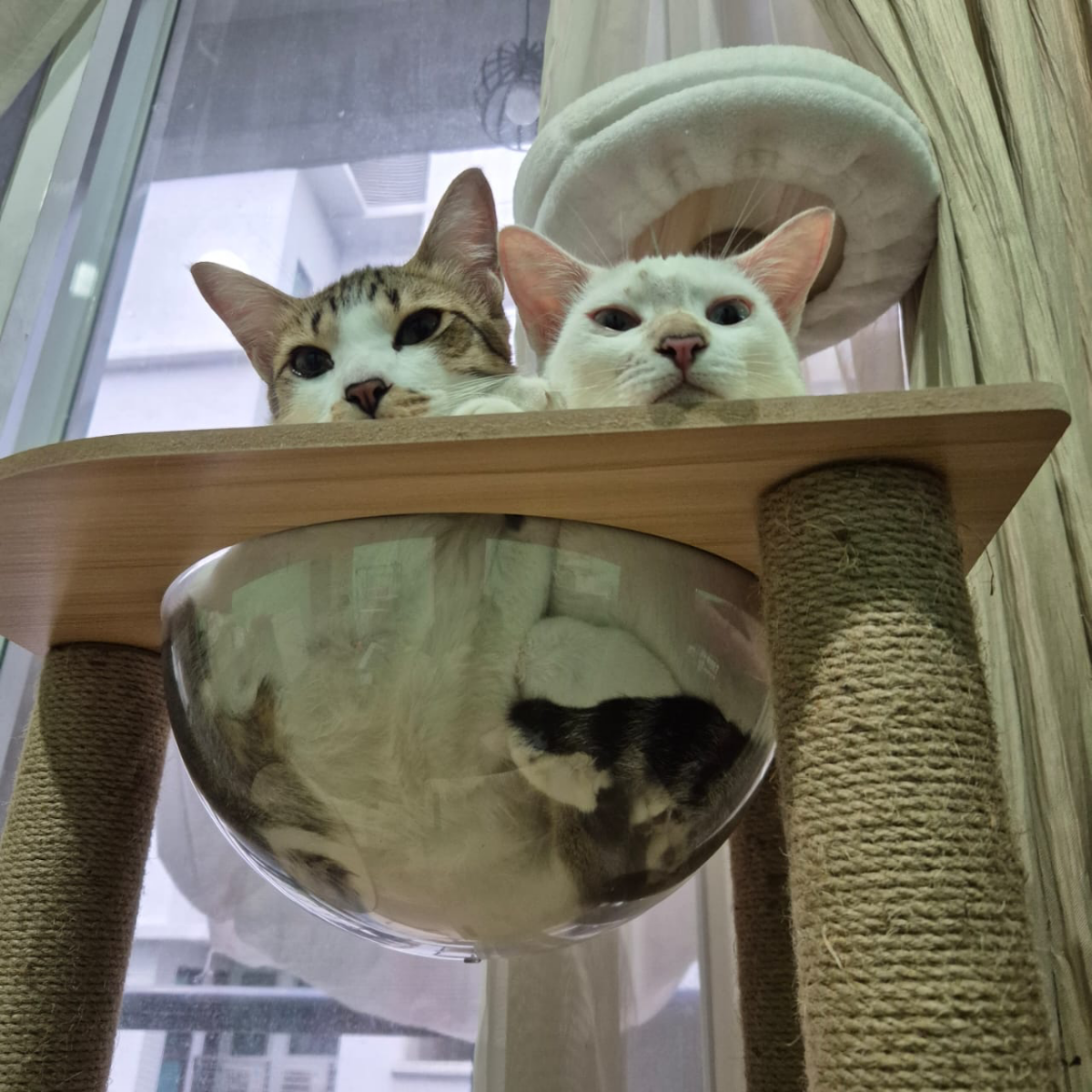 These Kittens That ‘Interrupted’ A News Broadcast Are Still Looking For ...