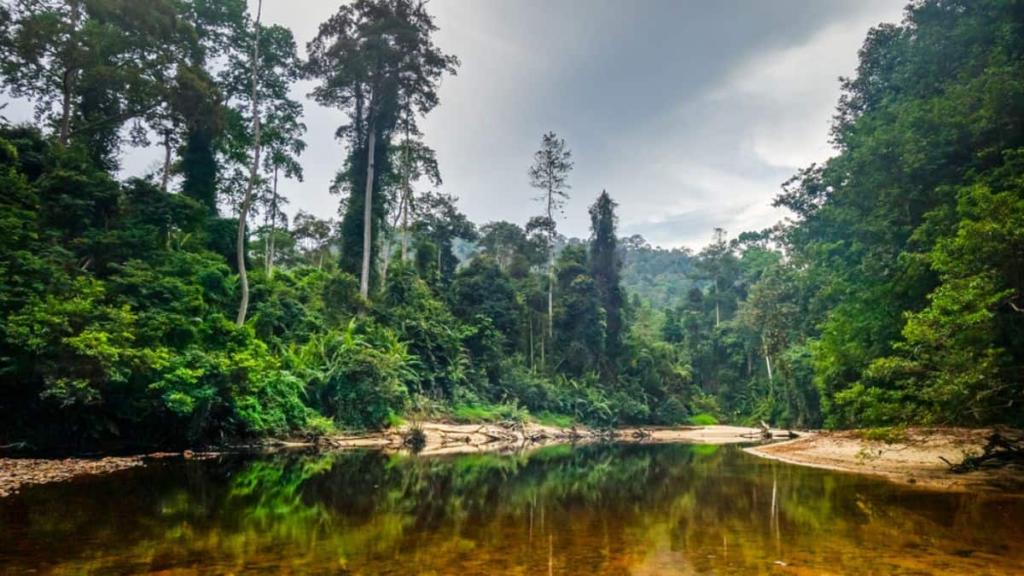 What Makes Malaysia’s Rainforests Some of the Oldest Living Ecosystems ...