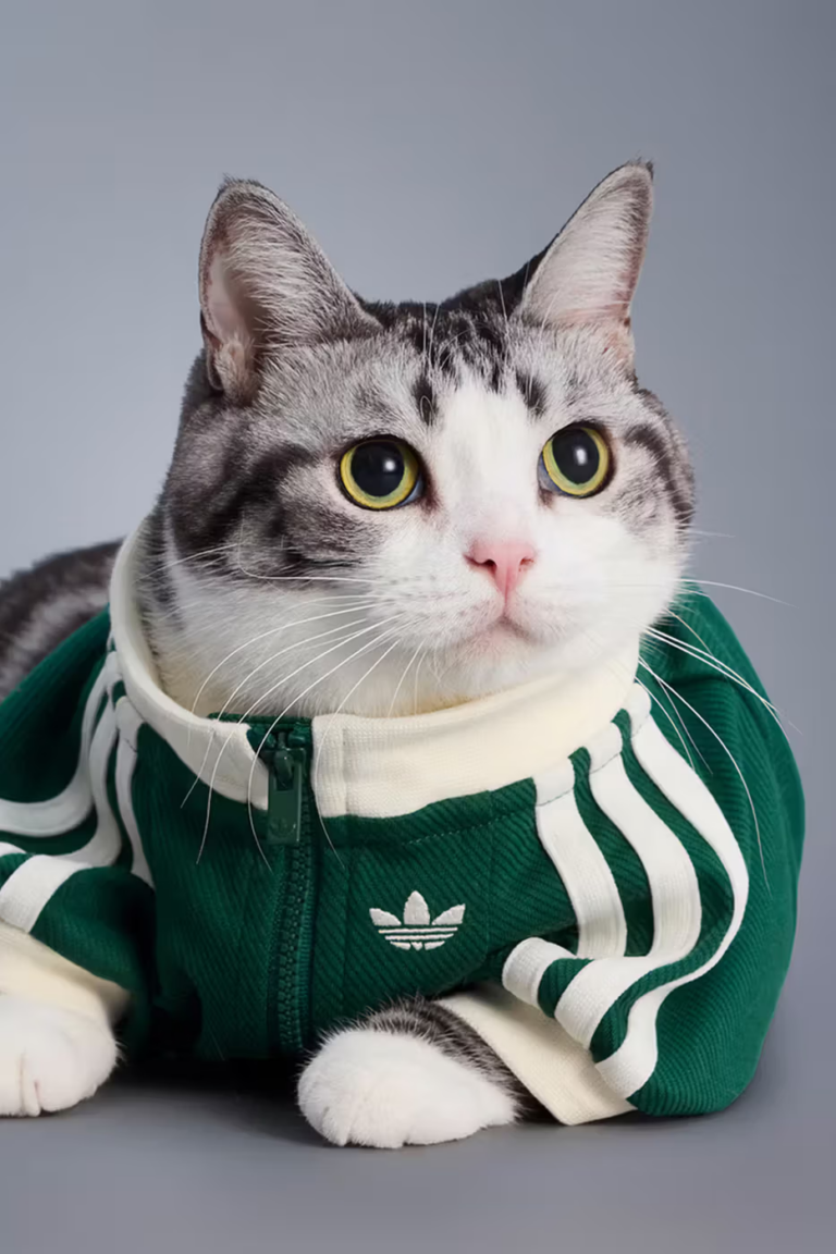 adidas Just Dropped Streetwear For Pets, So Your Dog Can Now Outdress You