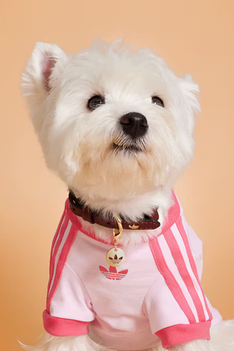 adidas Just Dropped Streetwear For Pets, So Your Dog Can Now Outdress You