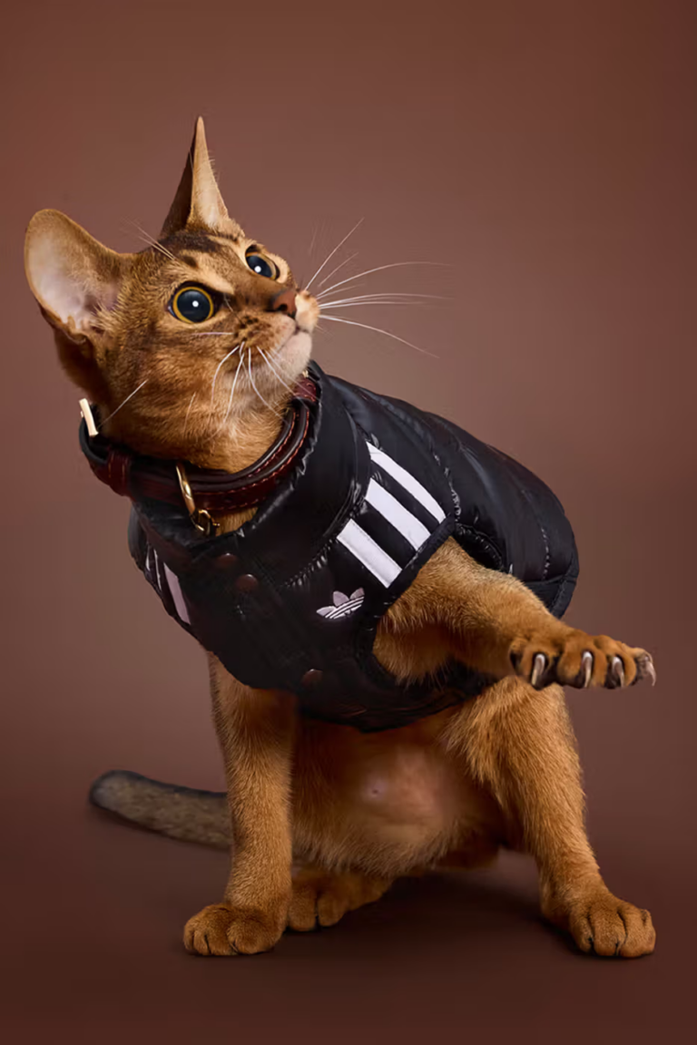 adidas Just Dropped Streetwear For Pets, So Your Dog Can Now Outdress You