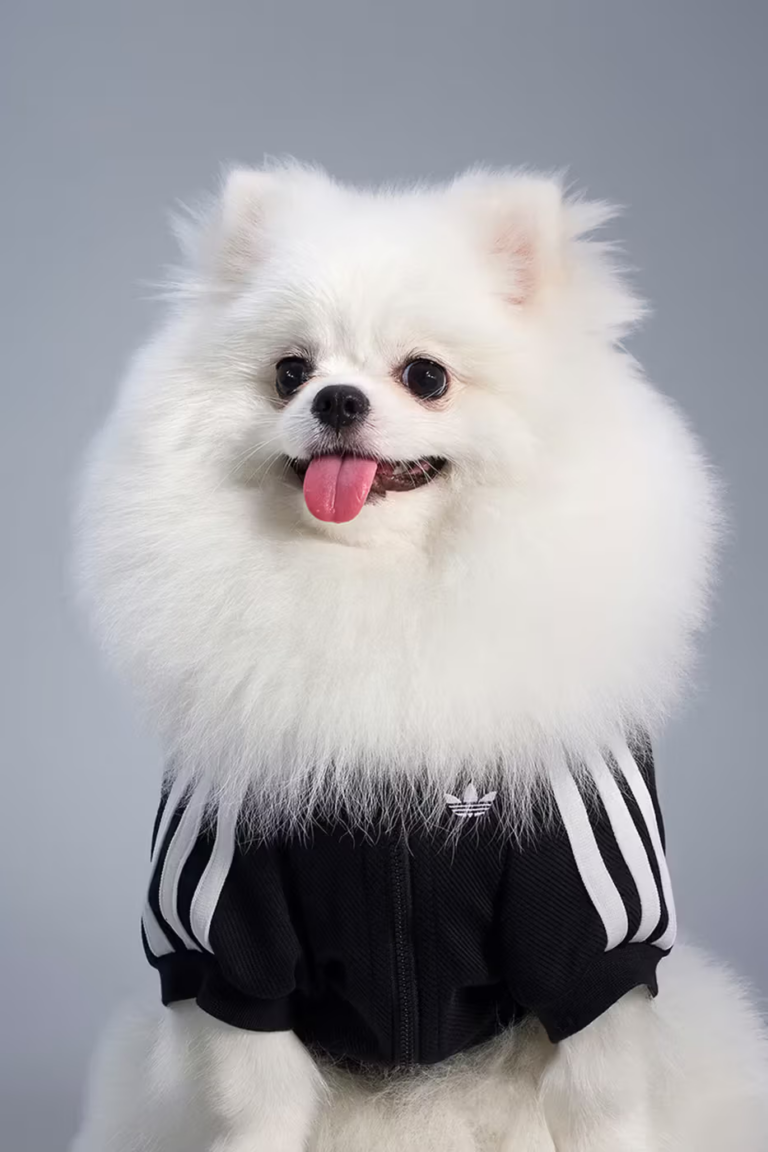 adidas Just Dropped Streetwear For Pets, So Your Dog Can Now Outdress You