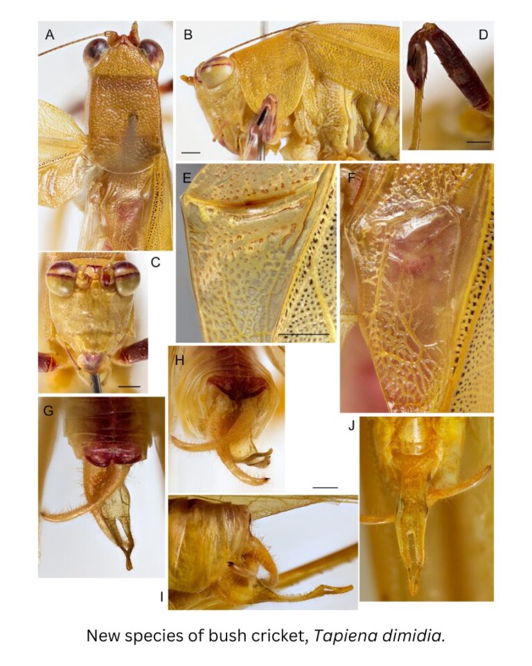 Scientist Discovers 2 New Bush Cricket Species Deep In The Jungles Of Sabah