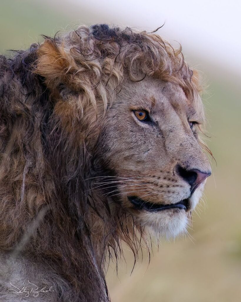 Lion With Rare Curly Mane Goes Viral For His 'Handsome' Look