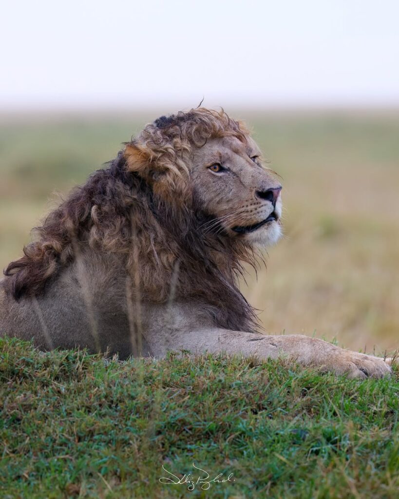 Lion With Rare Curly Mane Goes Viral For His 'Handsome' Look