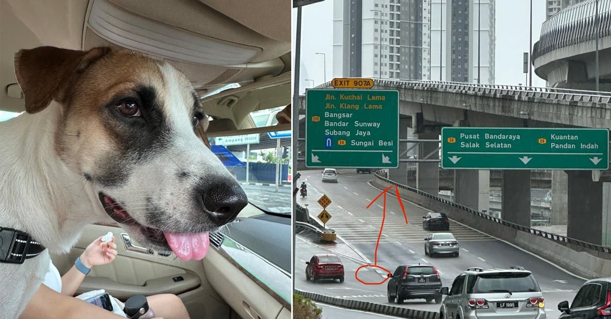 KL Drivers Band Together To Save Frightened Dog Running On Busy Highway