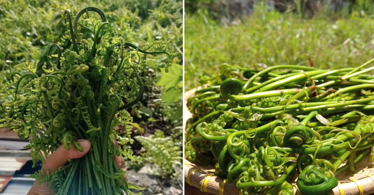 Did You Know: Pucuk Paku & Midin Are Not The Same But They Look Very ...